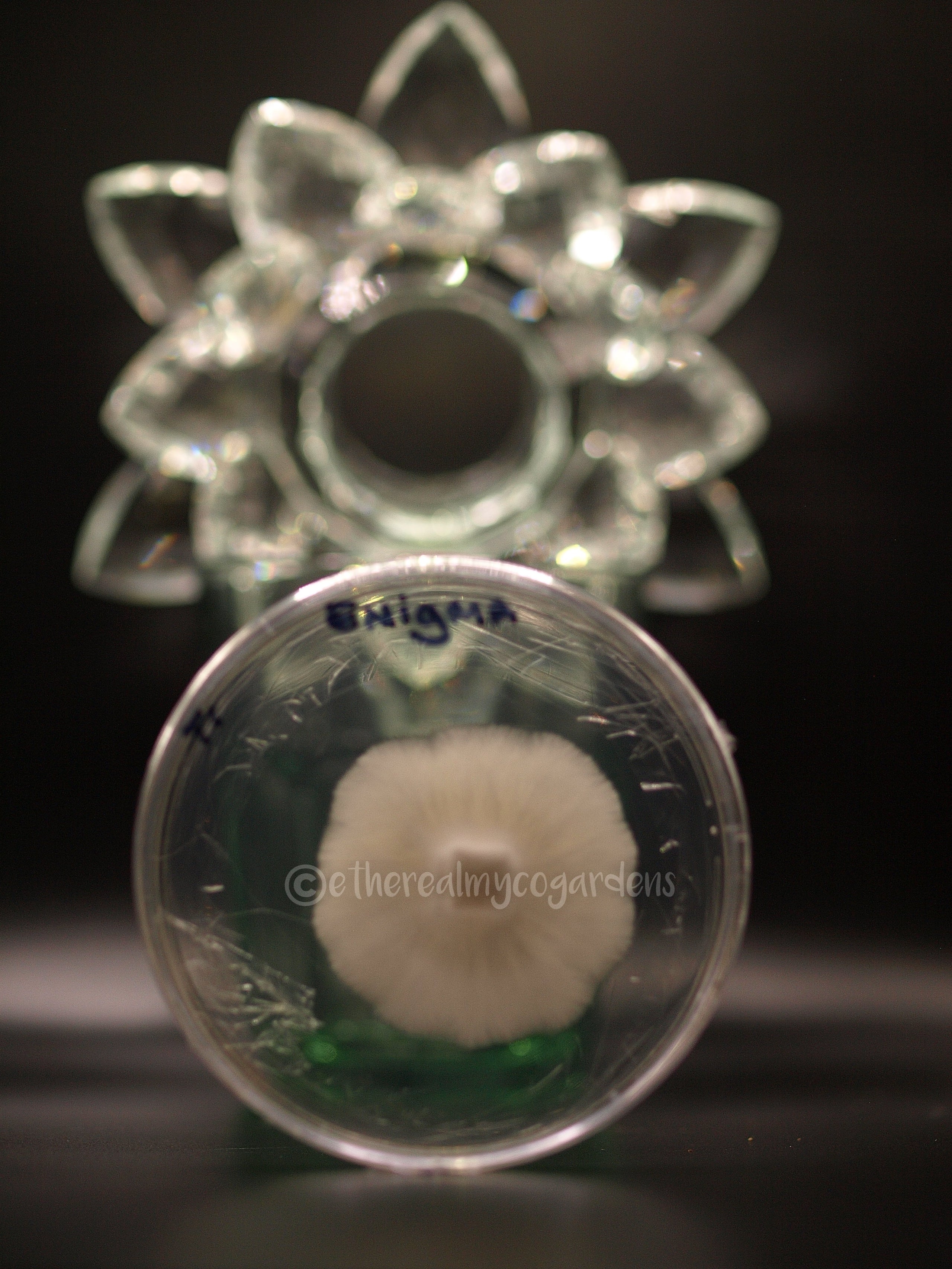 3d sticker print [enigma] | etherealmycogardens